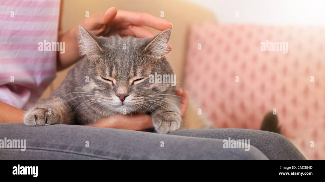 Young woman with her cute gray tabby cat at home, banner design. Lovely ...
