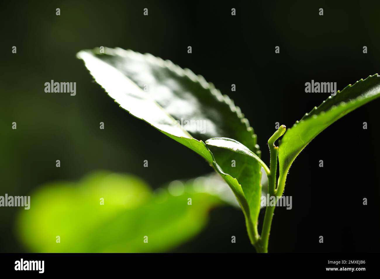 Closeup view of green tea plant against dark background Stock Photo - Alamy