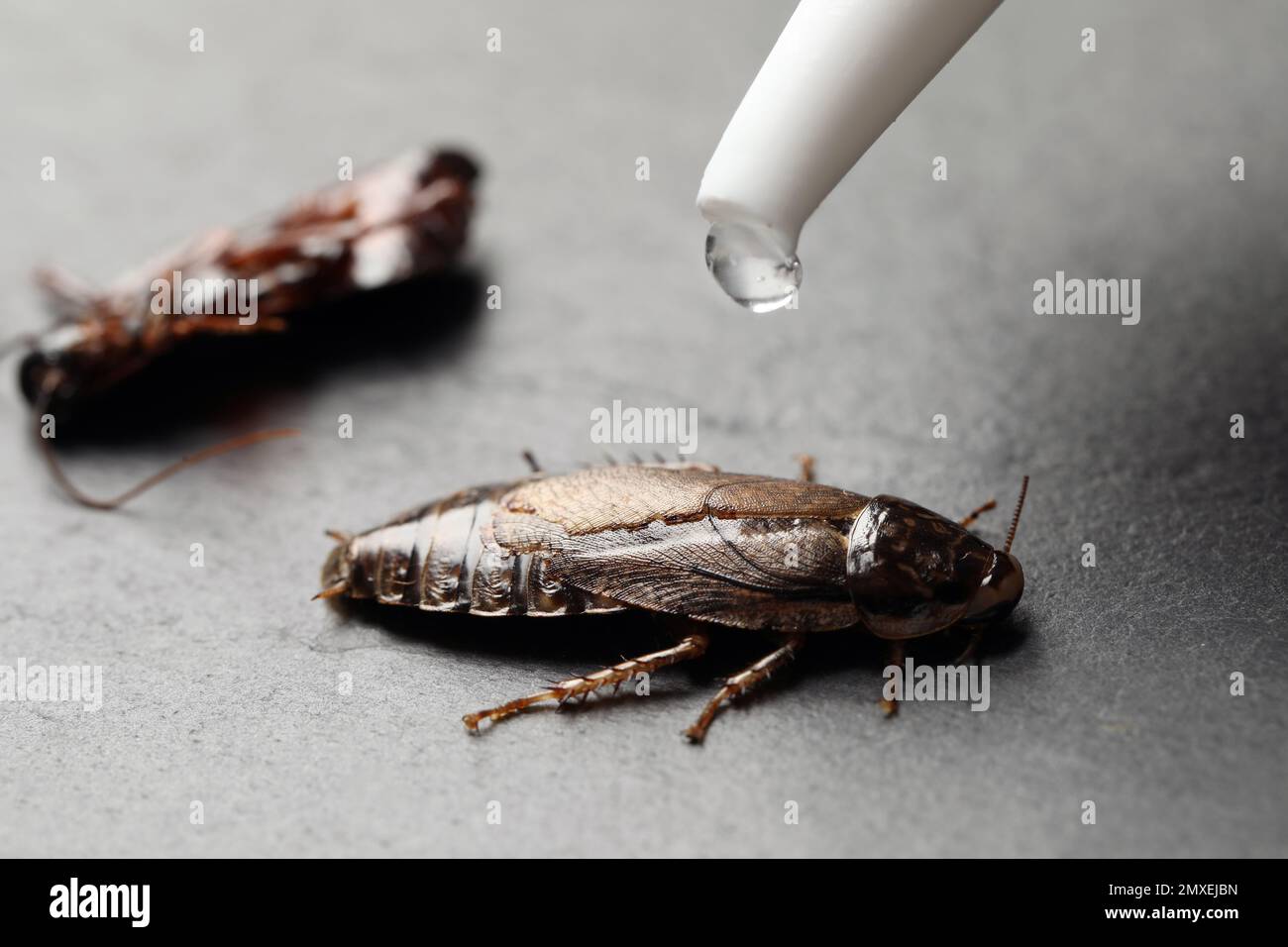 Dripping pesticide onto brown cockroach on light grey stone floor ...