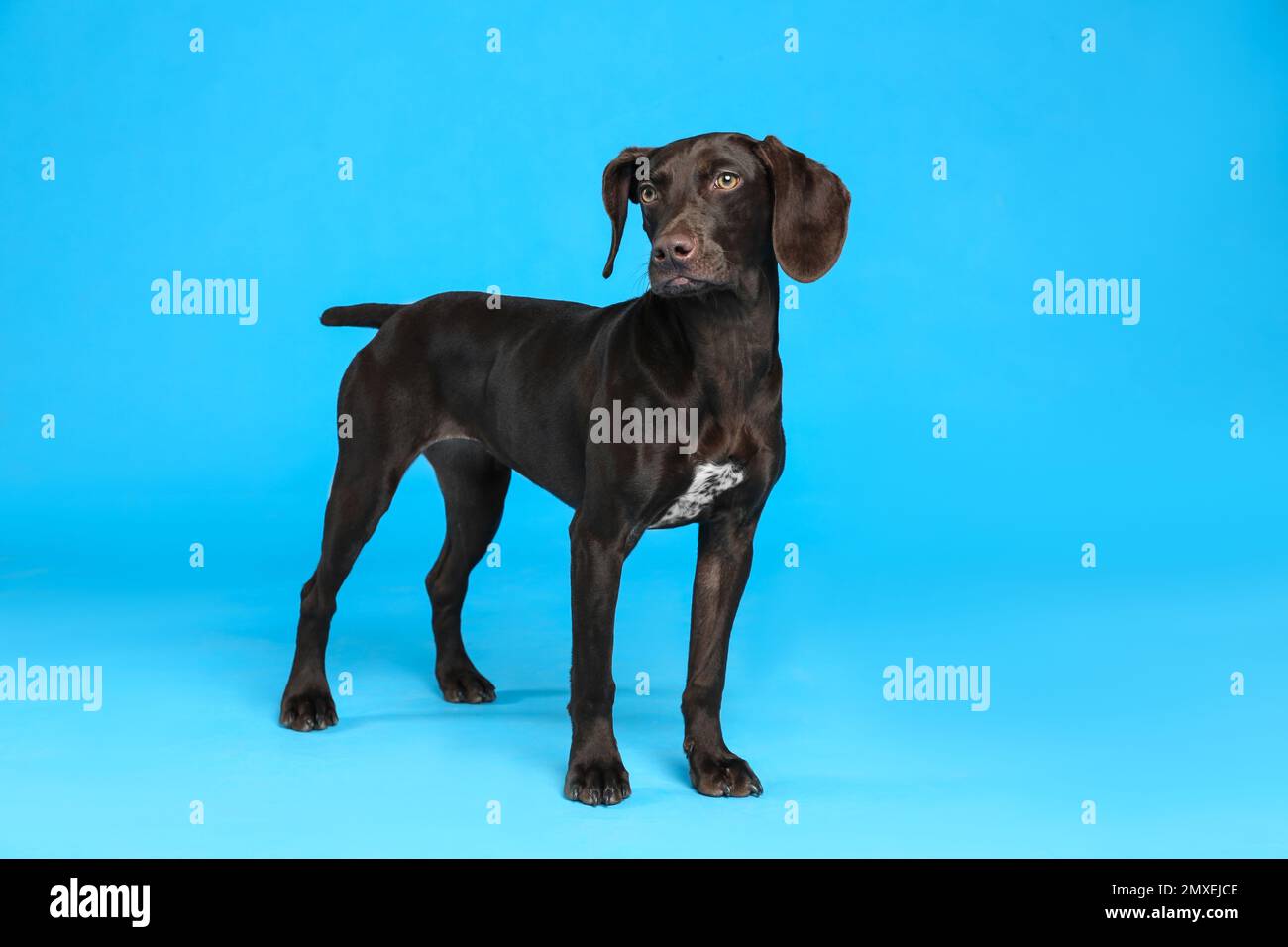 German Shorthaired Pointer dog on light blue background Stock Photo - Alamy
