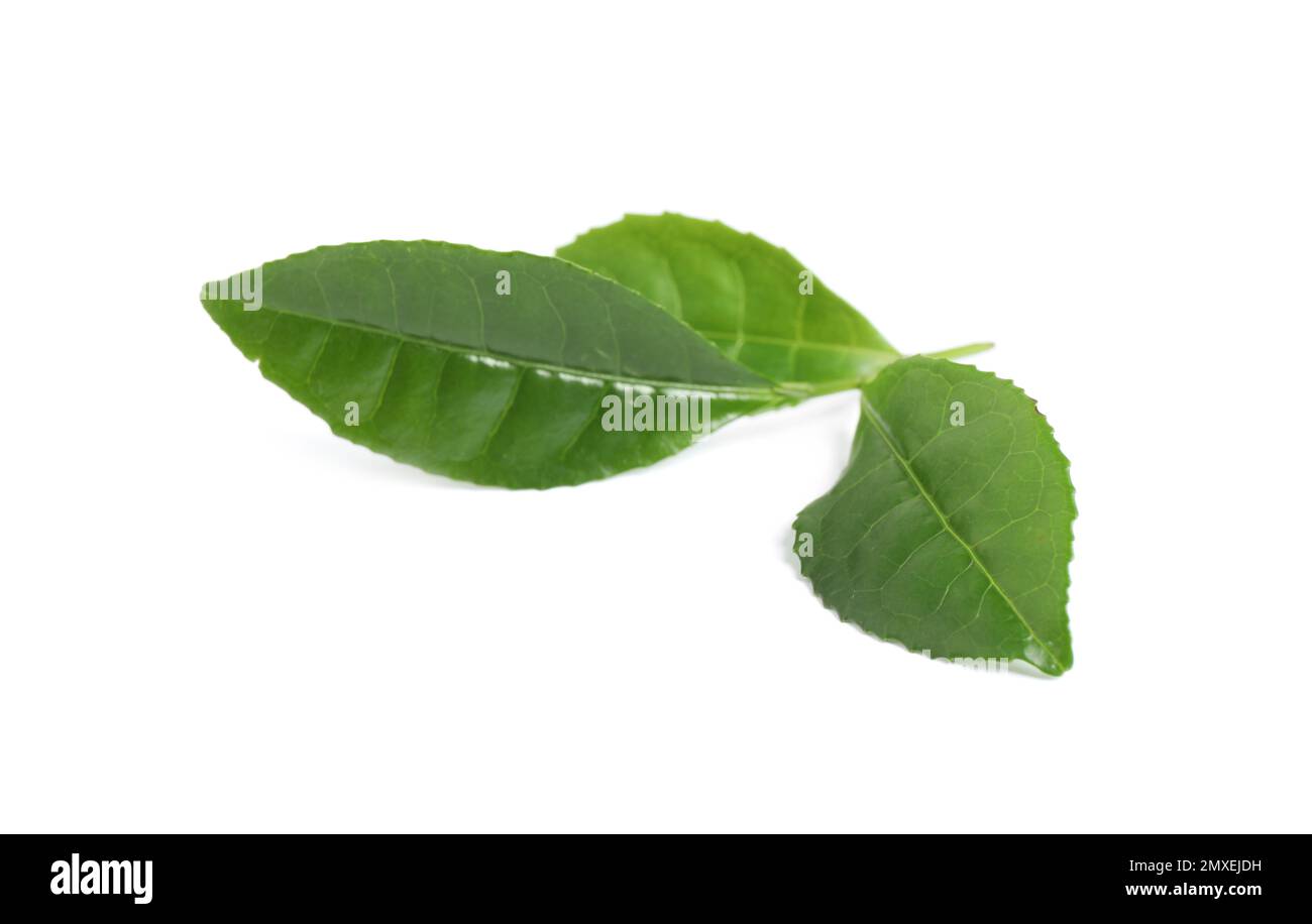 Green leaves of tea plant isolated on white Stock Photo - Alamy