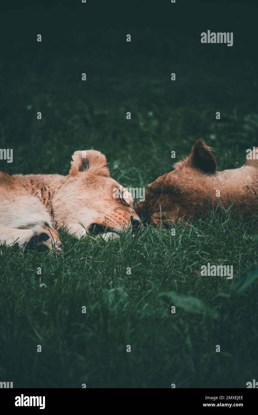A vertical shot of two female lions sleeping in the field at night ...