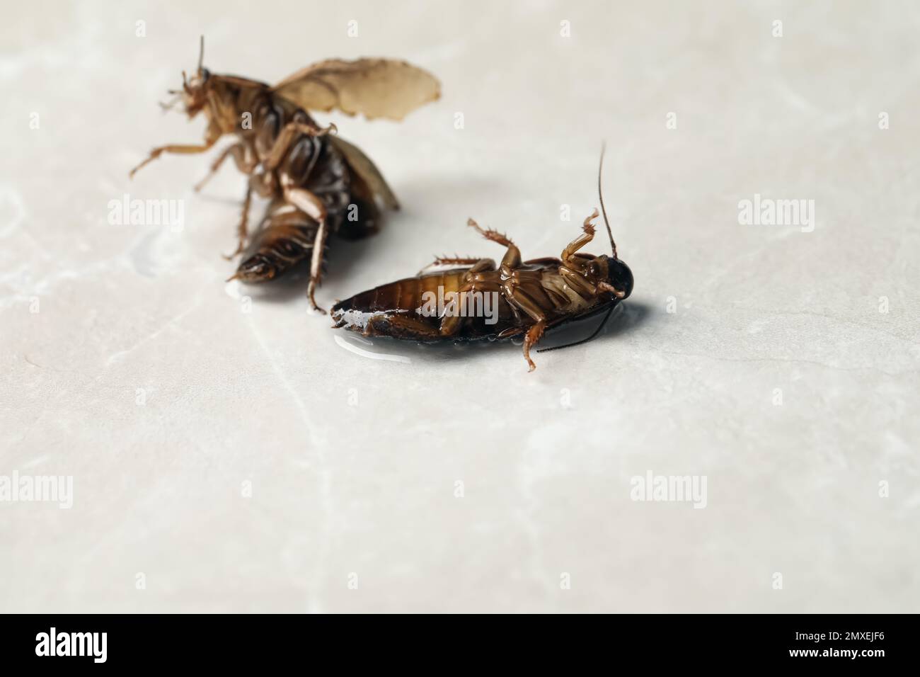Dead brown cockroaches in liquid pesticide on light grey marble ...