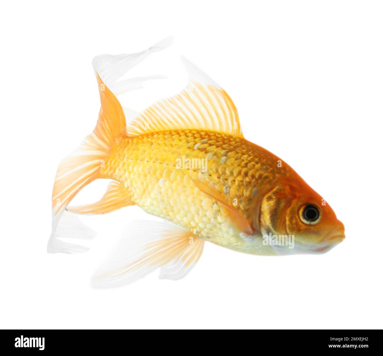 Common goldfish aquarium Cut Out Stock Images & Pictures - Alamy