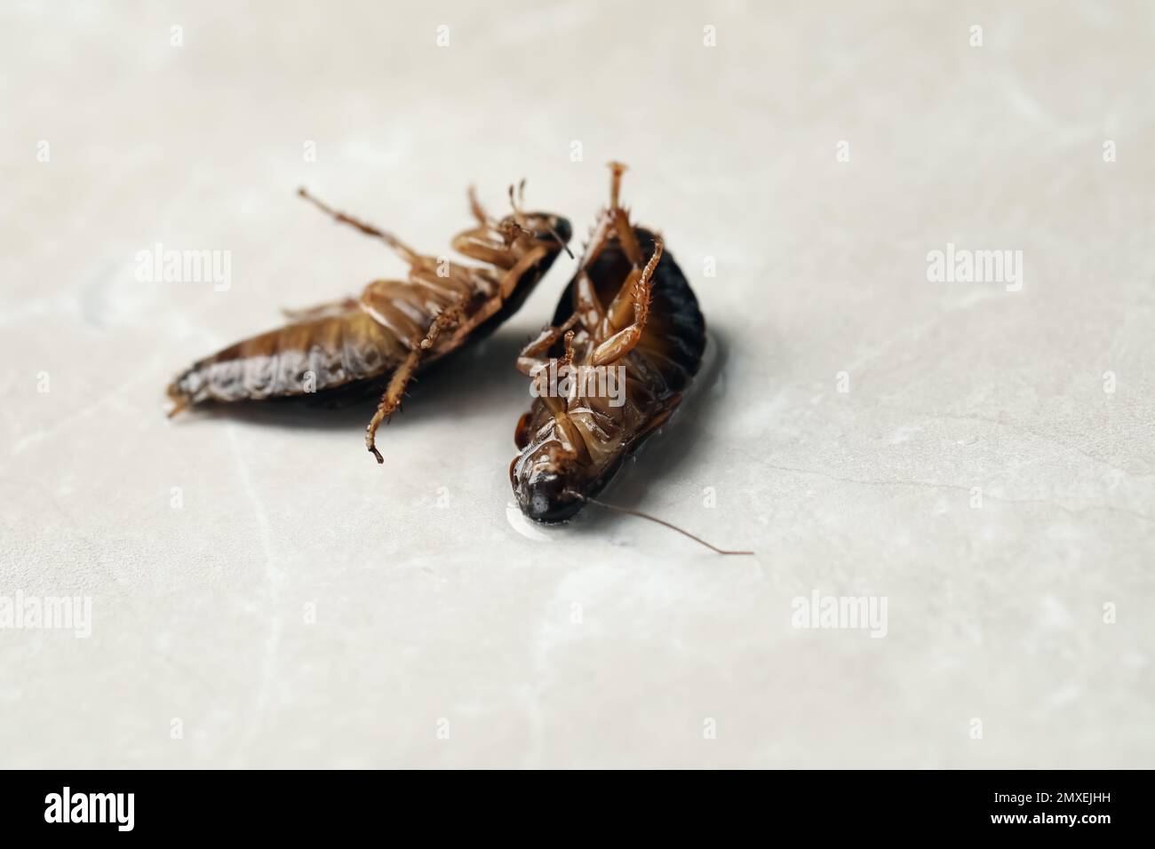 Dead brown cockroaches in liquid pesticide on light grey marble ...