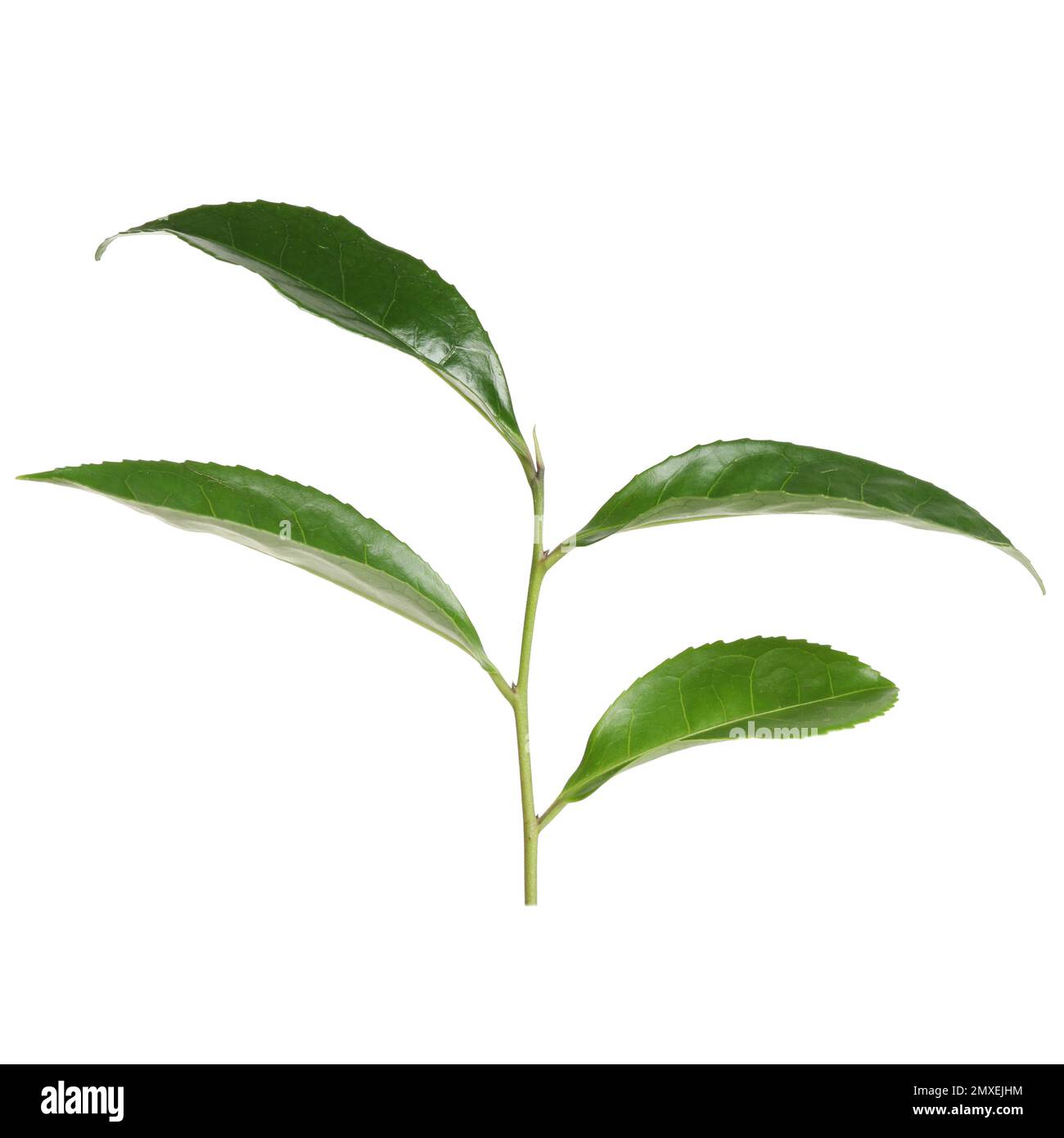 Green leaves of tea plant isolated on white Stock Photo - Alamy