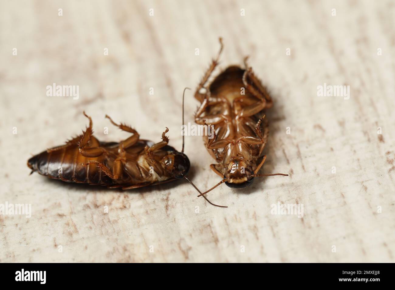 Dead brown cockroaches on white wooden background, closeup. Pest ...