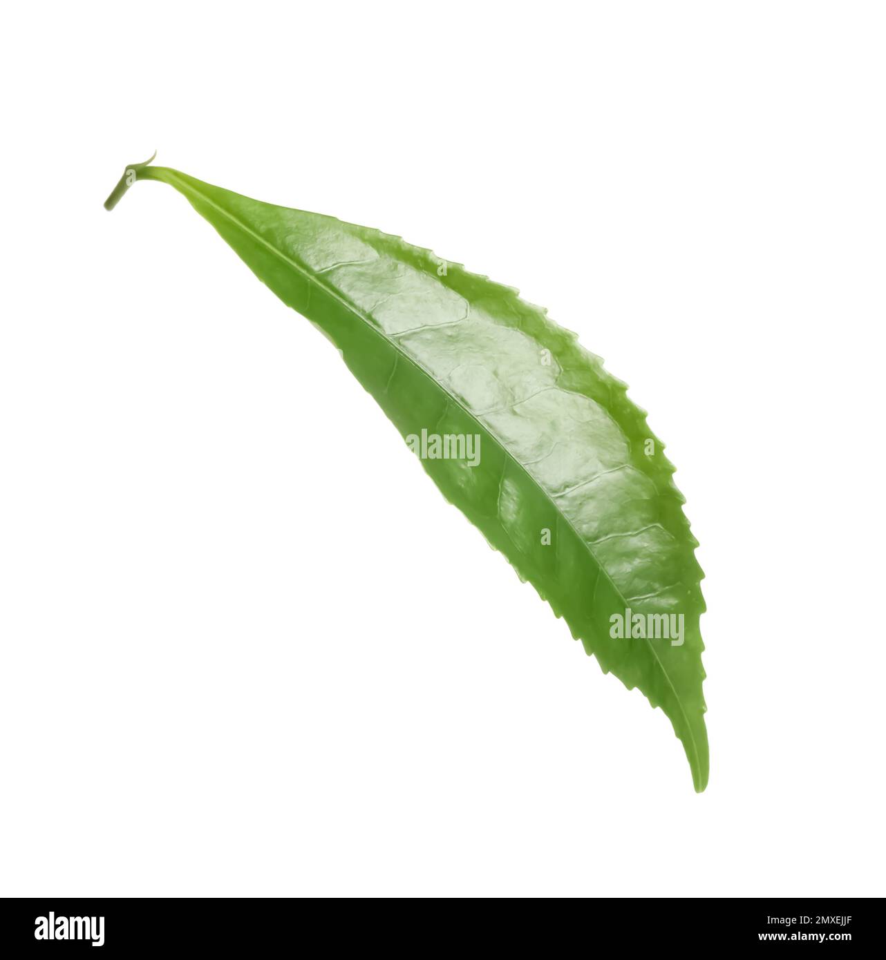 Green leaf of tea plant isolated on white Stock Photo - Alamy