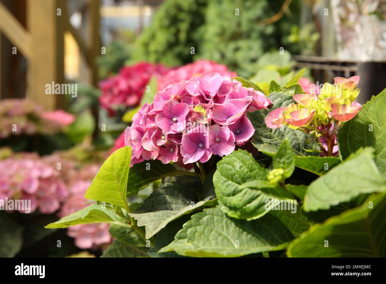 Beautiful pink fragrant hydrangea hi-res stock photography and images ...