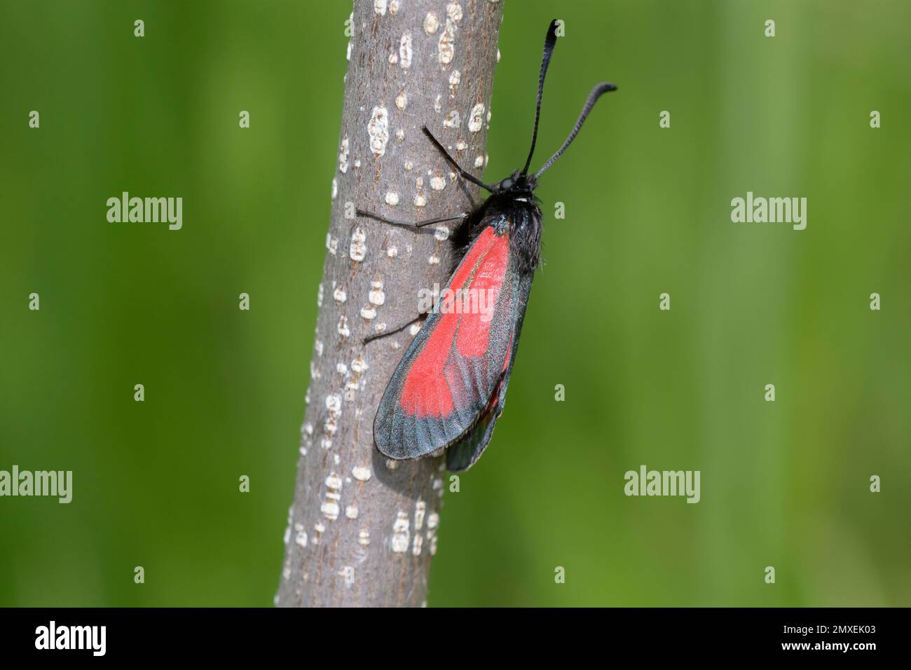 Moth the transparent burnet, Zygaena purpuralis, sitting on a tree ...