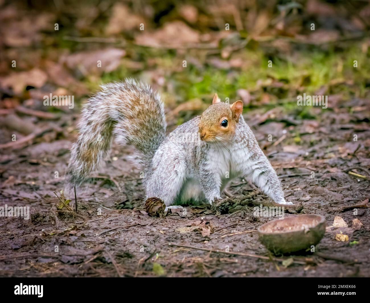 A cute Grey Squirrel, (Sciurus carolinensis), full length and alert and watchful Stock Photo - Alamy