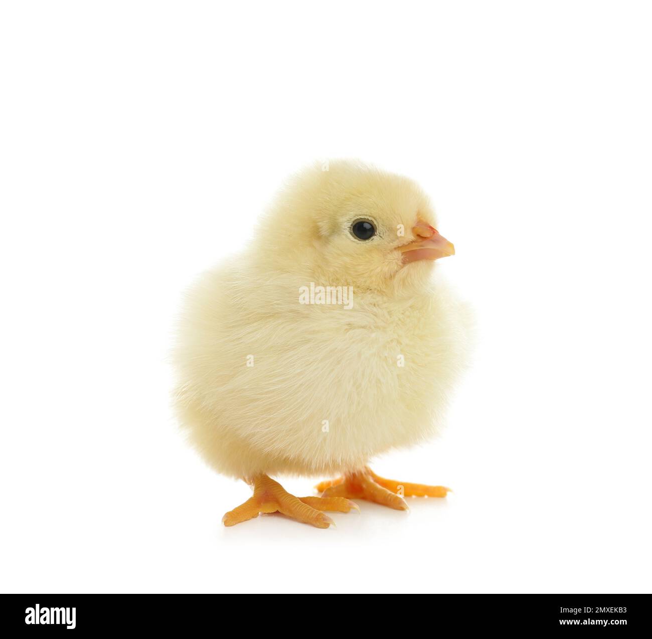 Cute fluffy baby chicken on white background Stock Photo - Alamy