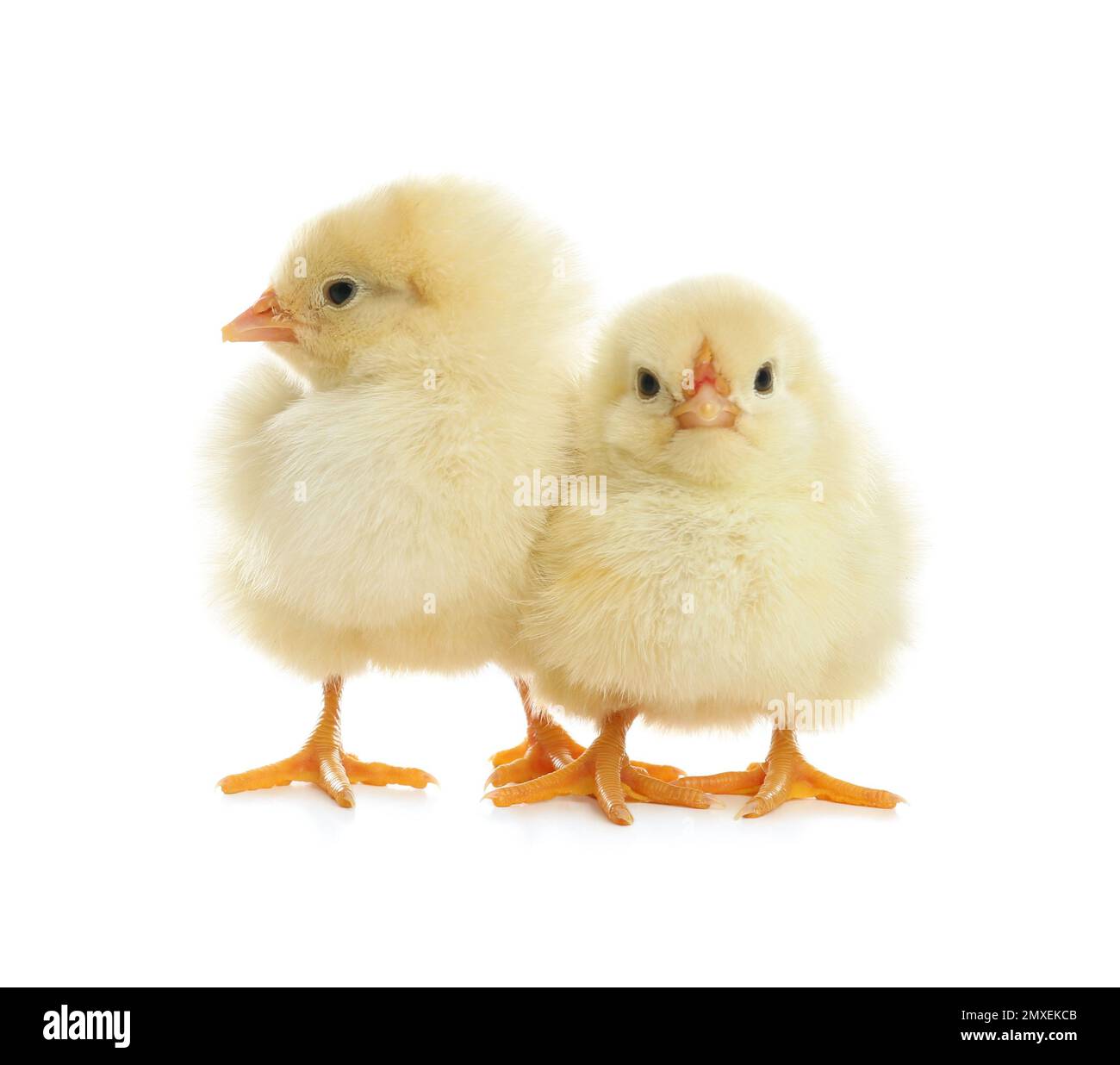 Cute fluffy baby chickens on white background Stock Photo - Alamy