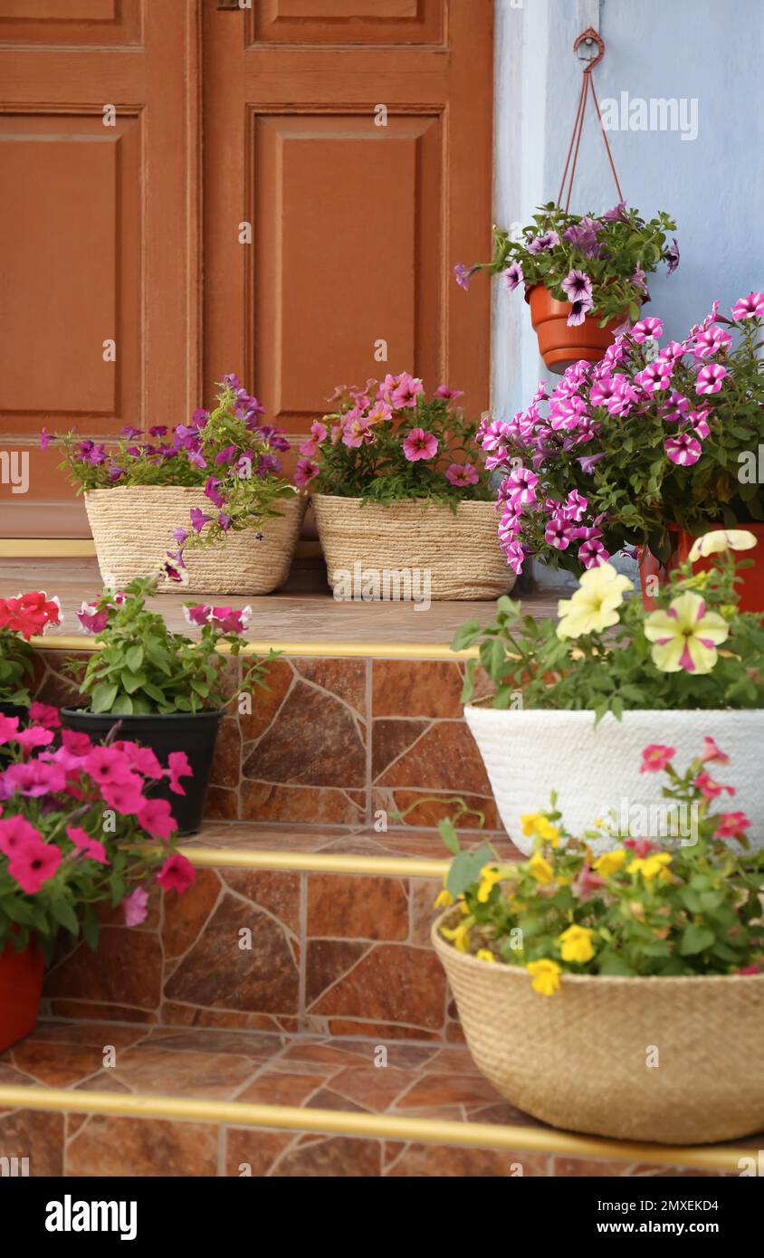 Beautiful petunia flowers in pots on steps near front door Stock Photo ...