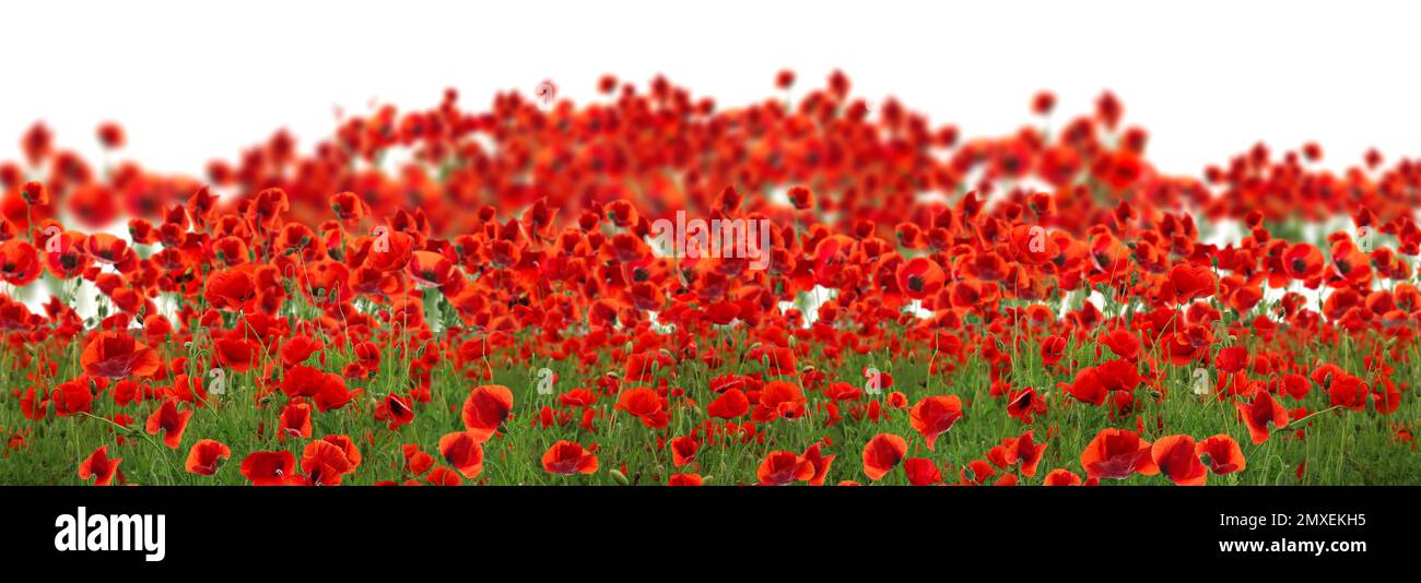 Beautiful red poppy flowers growing in field on white background ...