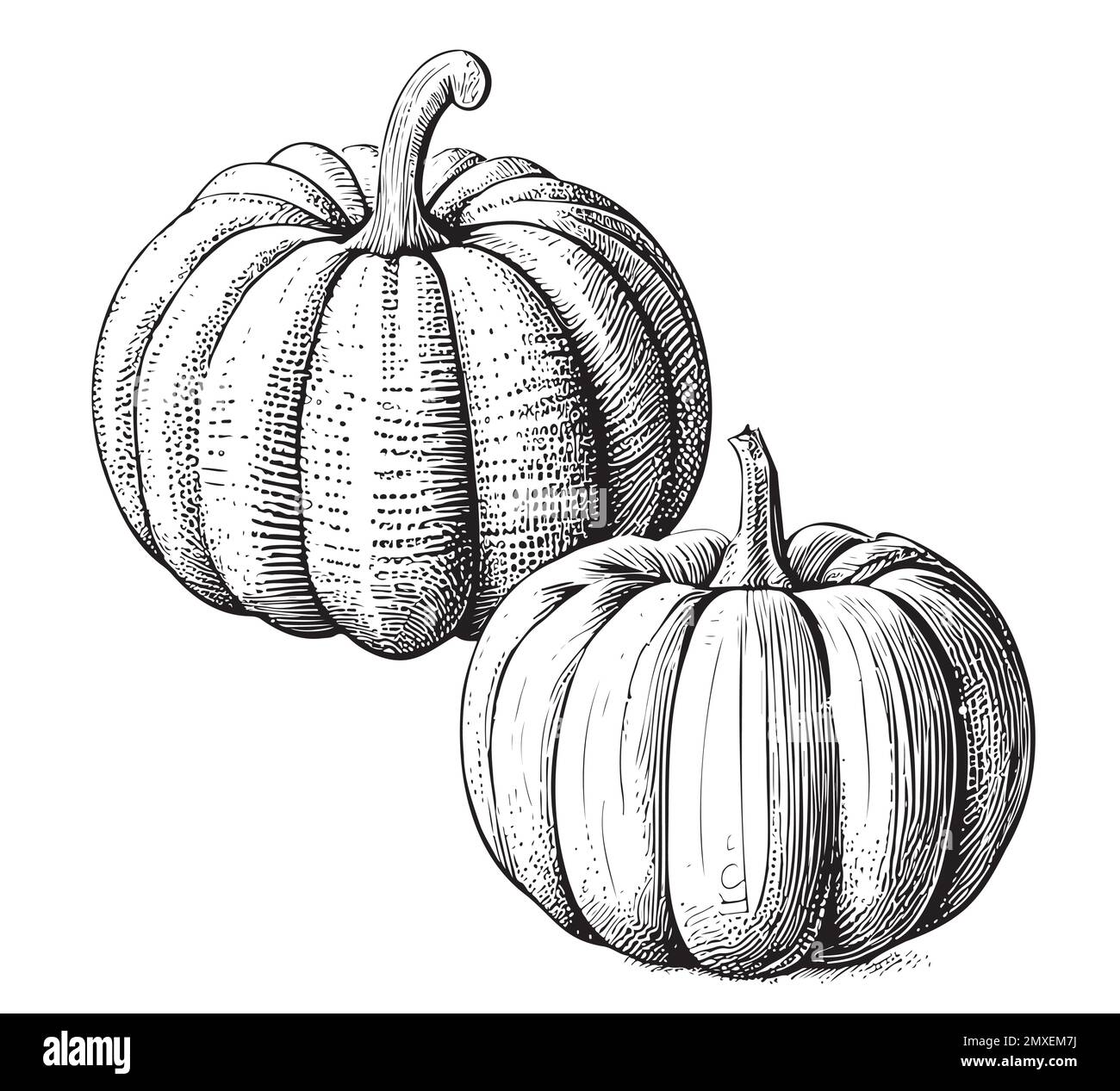 Pumpkin sketch hand drawn vector illustration Vegetables white ...