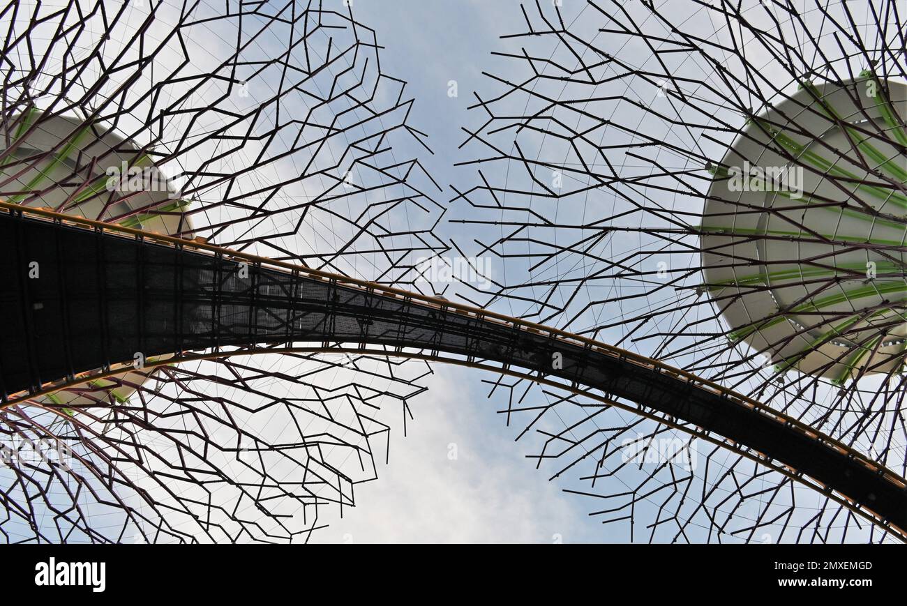 Bottom view of the bridge connecting Supertree Grove, tree-like ...