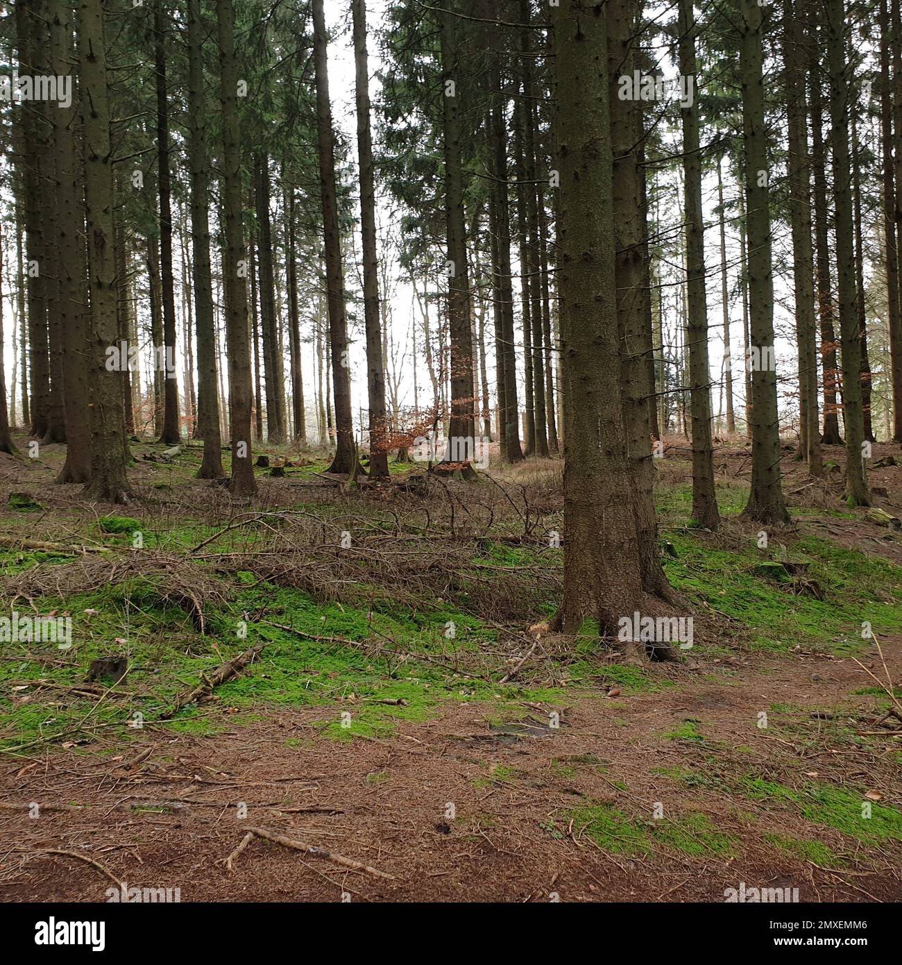 Branches dense hi-res stock photography and images - Alamy