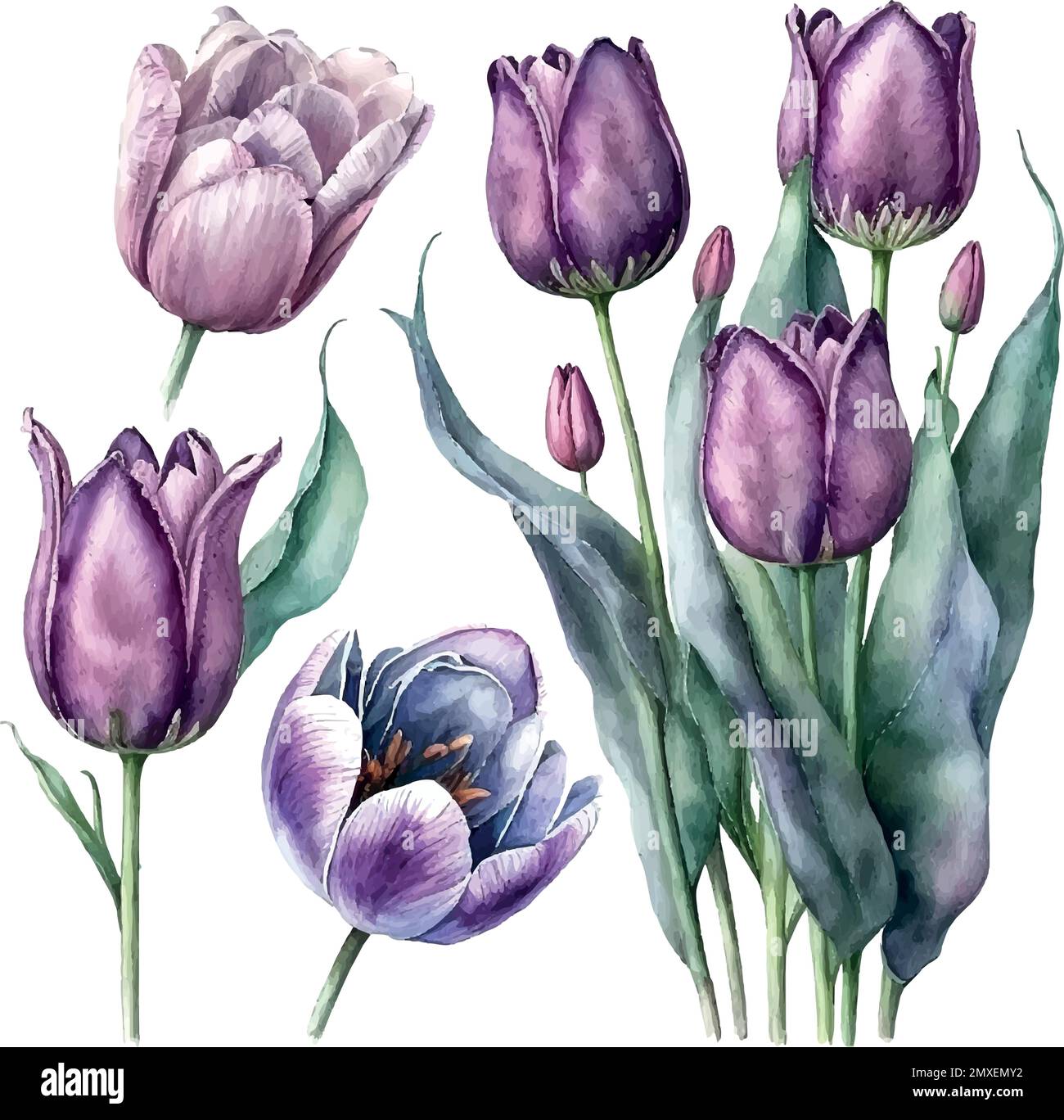 Illustration of watercolor hand drawn set of colorful red tulips ...