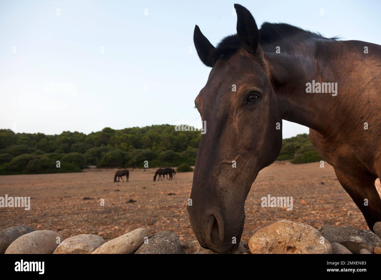 Typical menorquin horse Stock Photo - Alamy