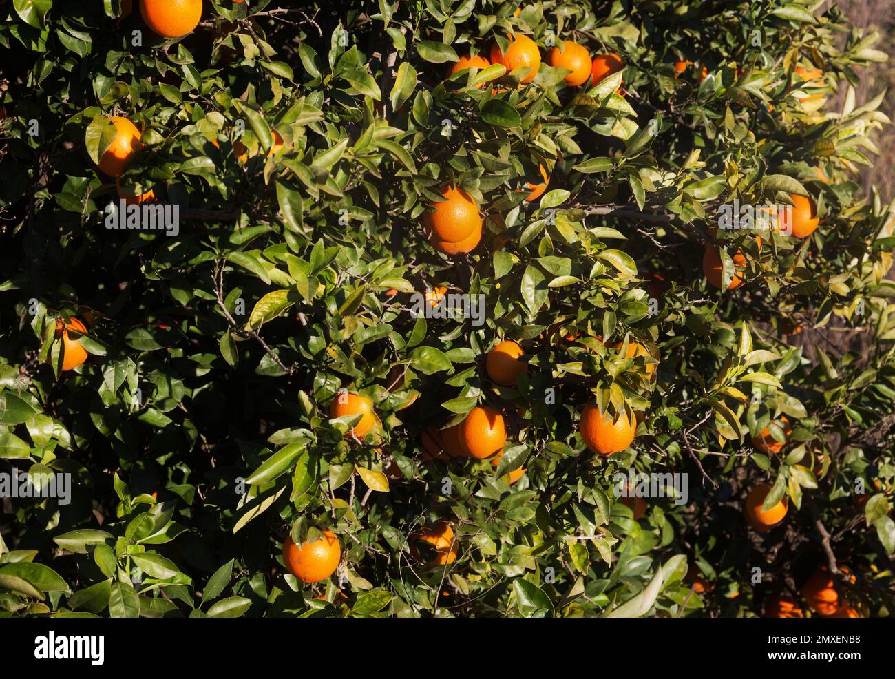 Field fo Orange tree Stock Photo - Alamy