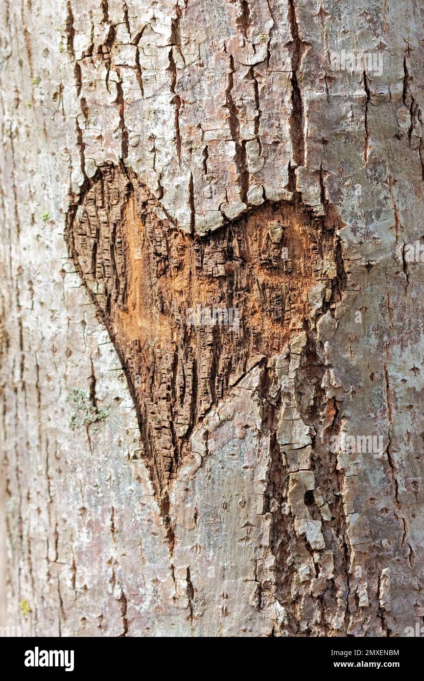 A heart carved into a tree. The heart almost looks red against the ...