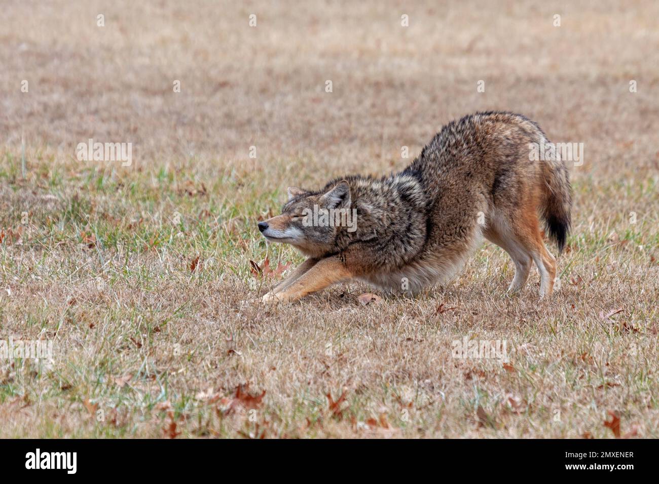 A coyote stretches in an open prairie. Its front paws are down, its ...