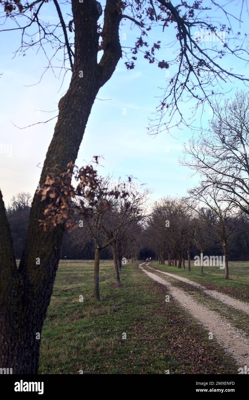 Path bordered by two rows of trees in a park at sunset Stock Photo - Alamy