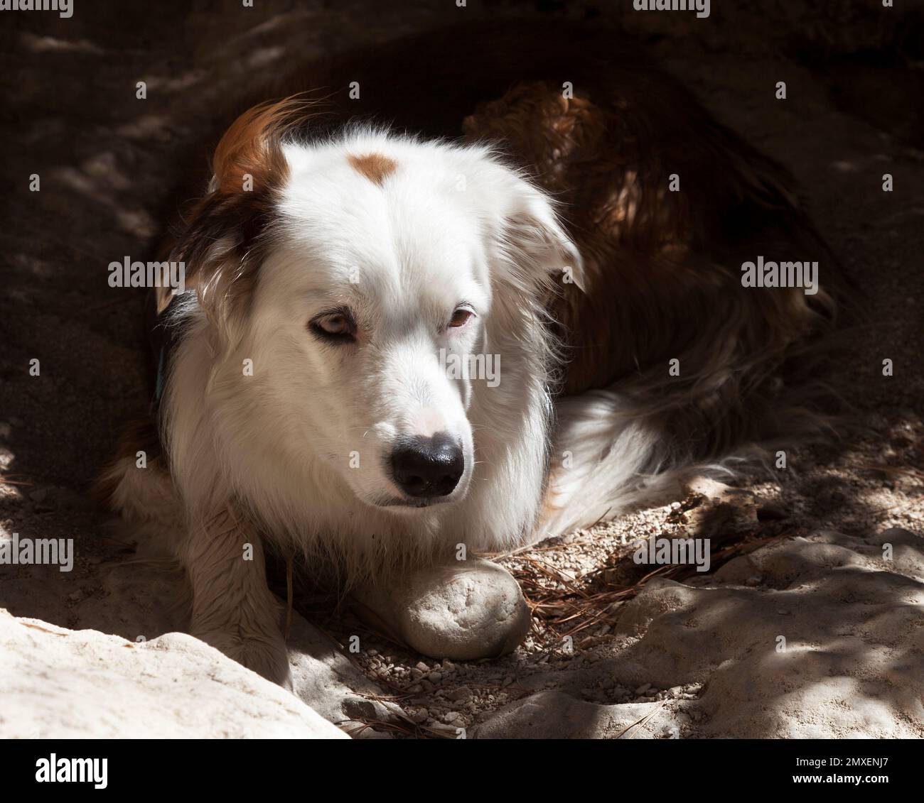 Collie resting hi-res stock photography and images - Alamy