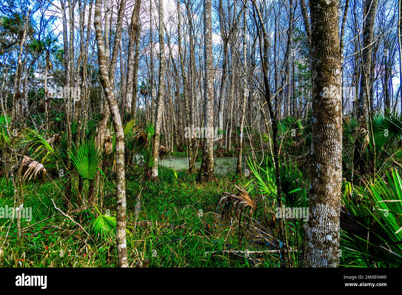 Overflow wetlands hi-res stock photography and images - Alamy