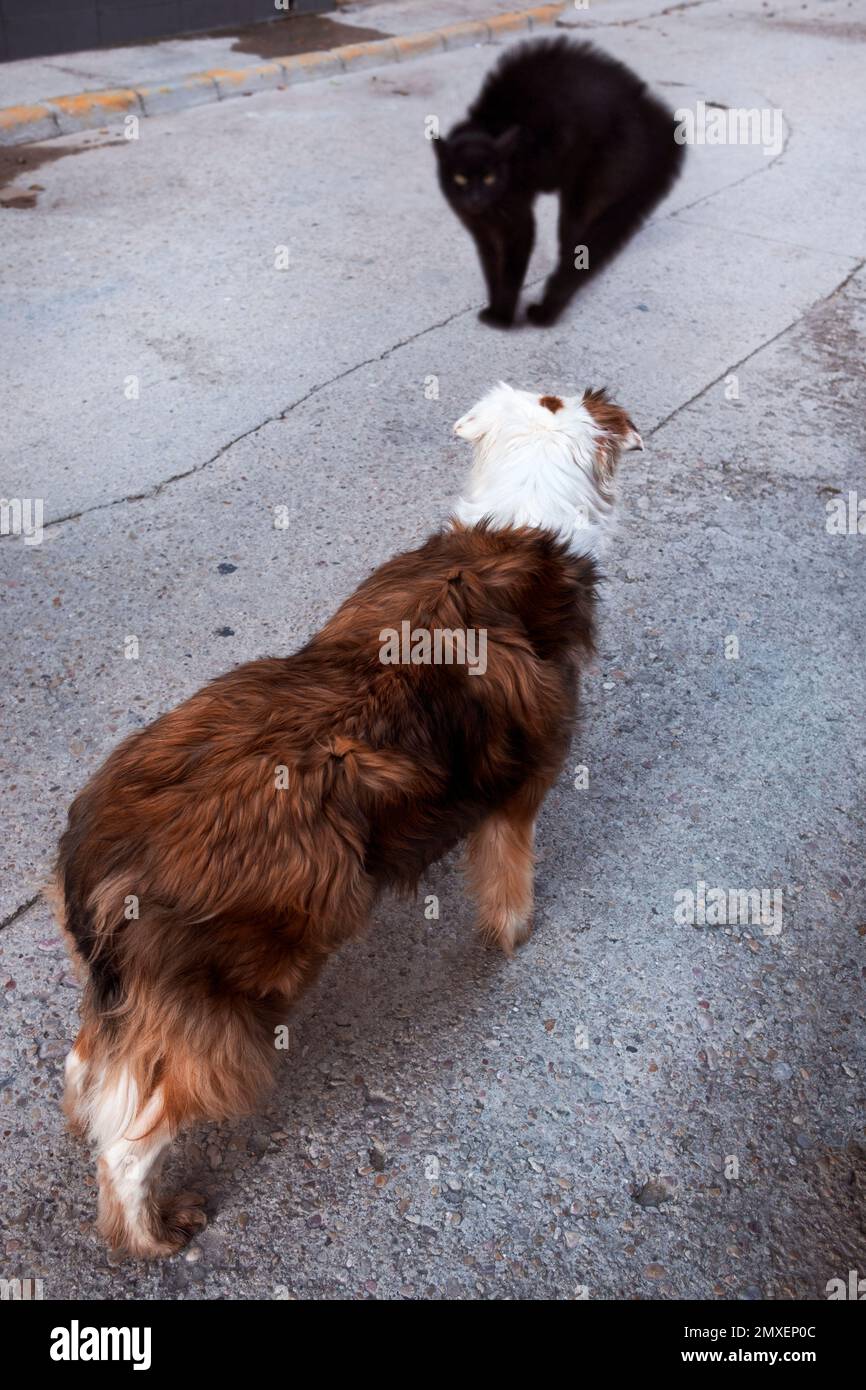 Cat scared of dog hi-res stock photography and images - Alamy