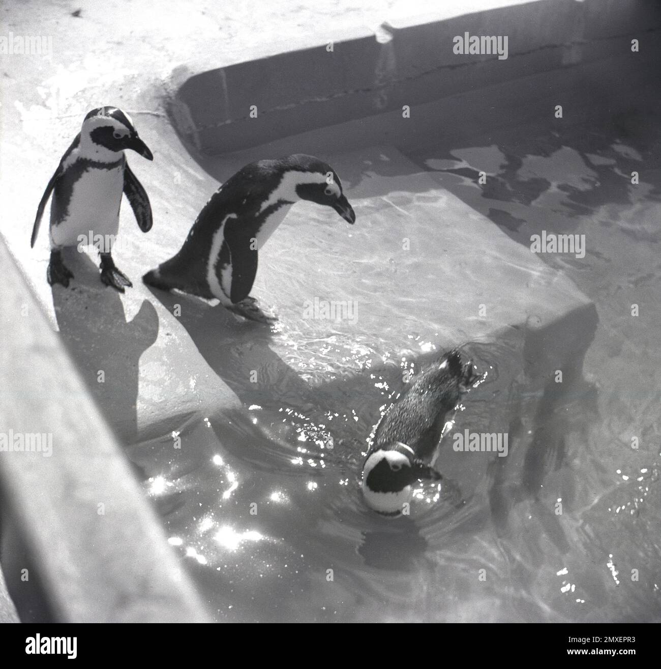 1950s, historical, view from above of three Penguins entering their ...