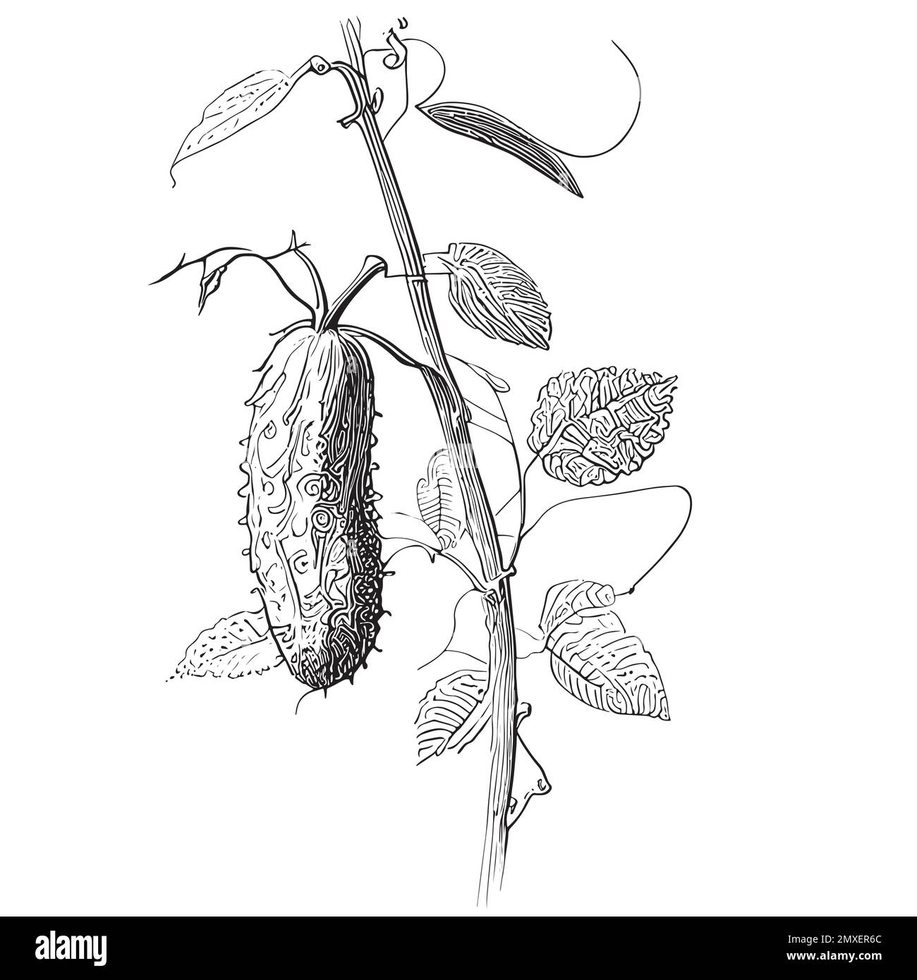 Cucumber on a branch black and white hand drawn sketch illustration ...