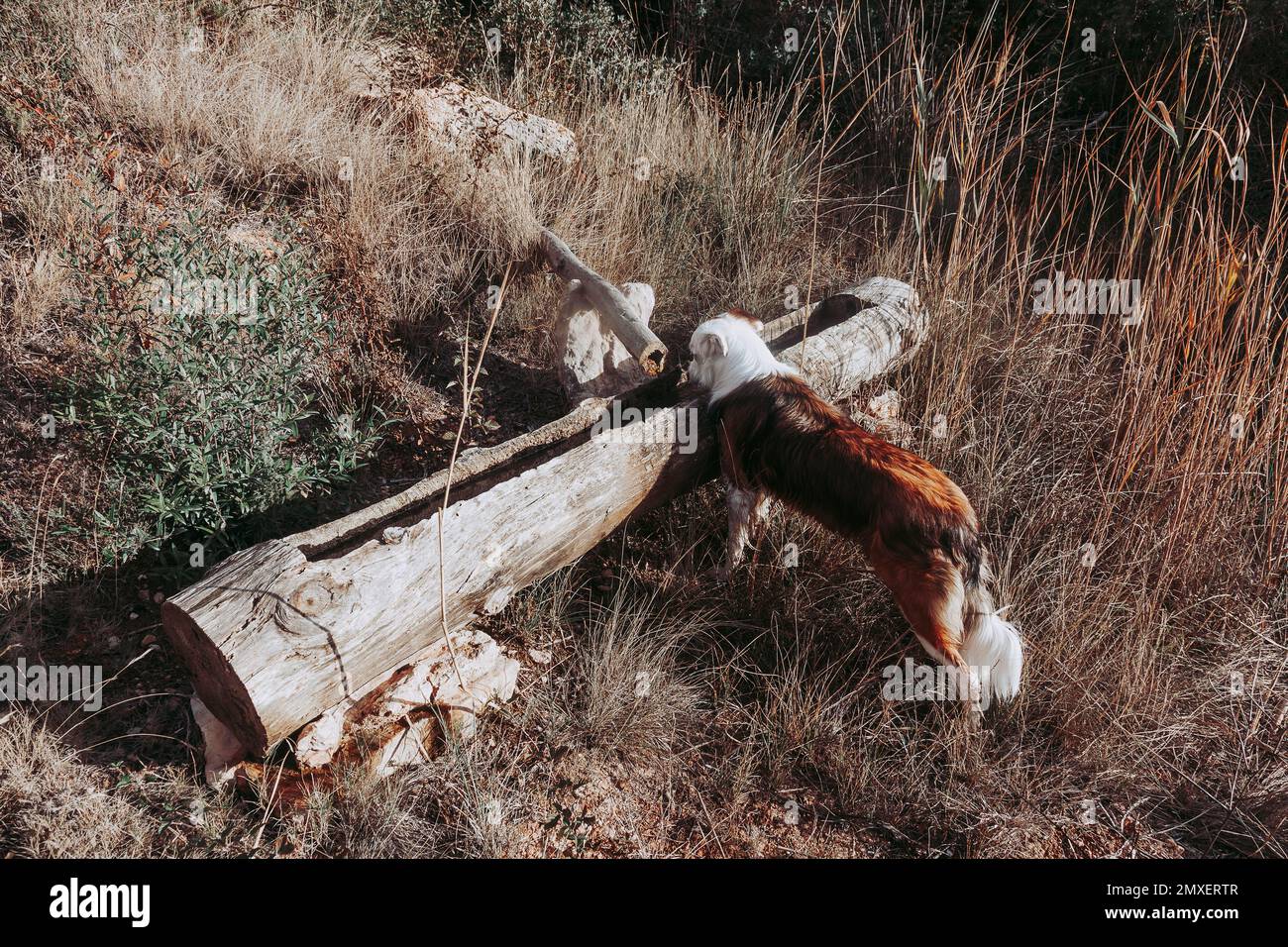 Fountain for farm animals Stock Photo - Alamy