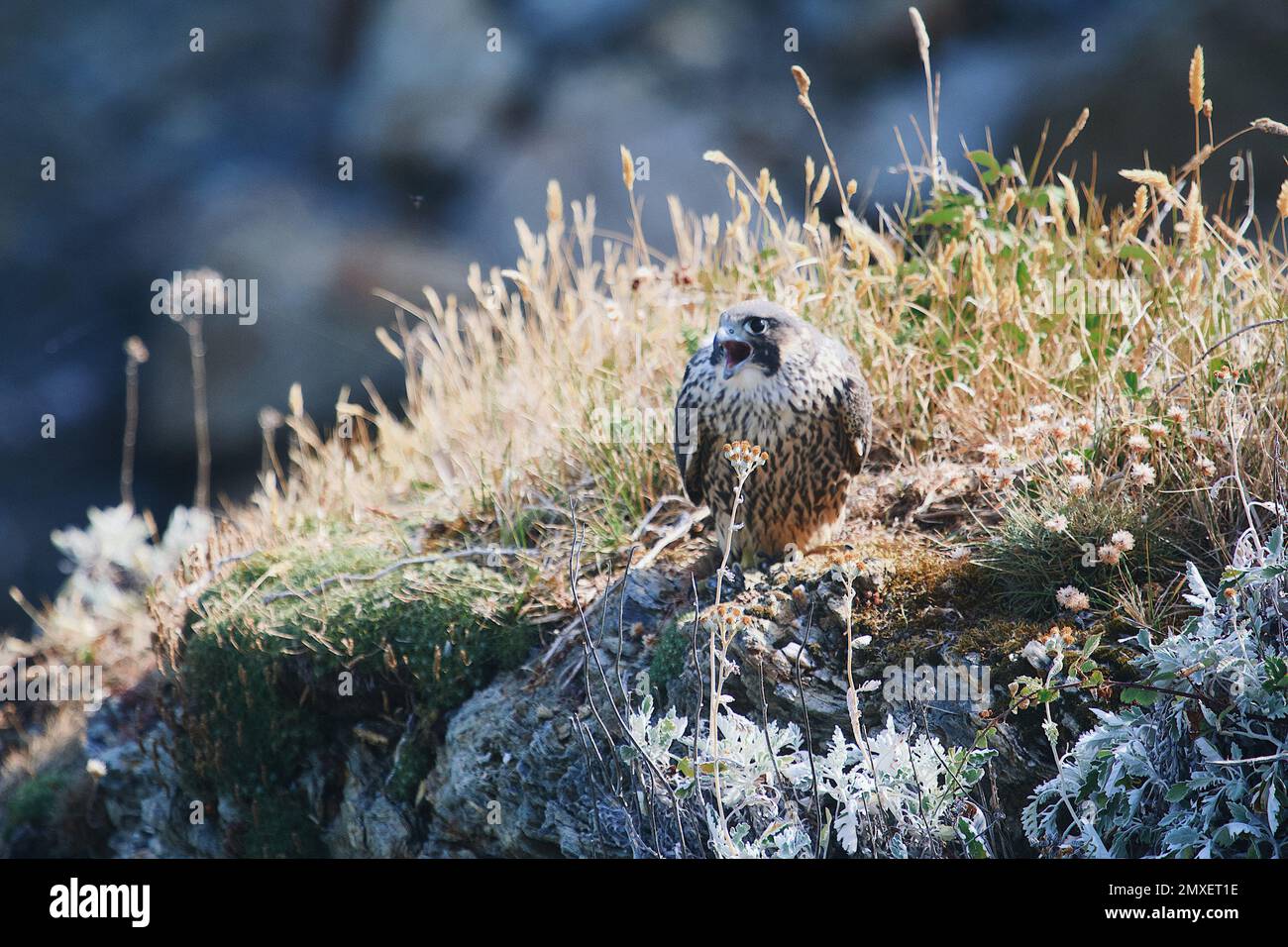 Peales falcon hi-res stock photography and images - Alamy