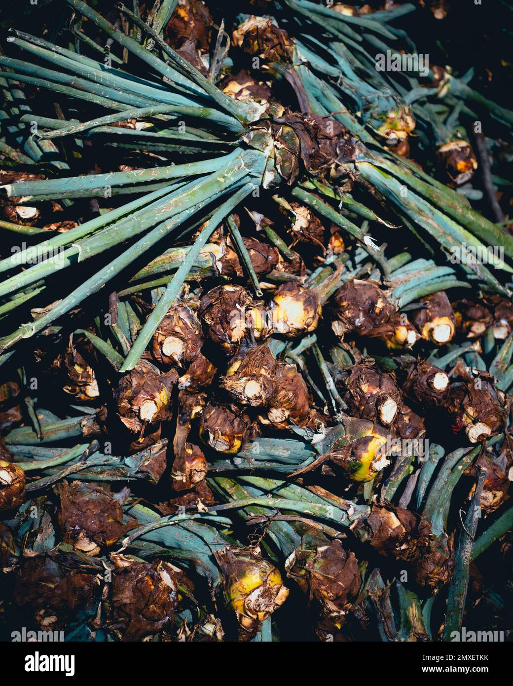 A vertical shot of the agave plant and its roots Stock Photo - Alamy