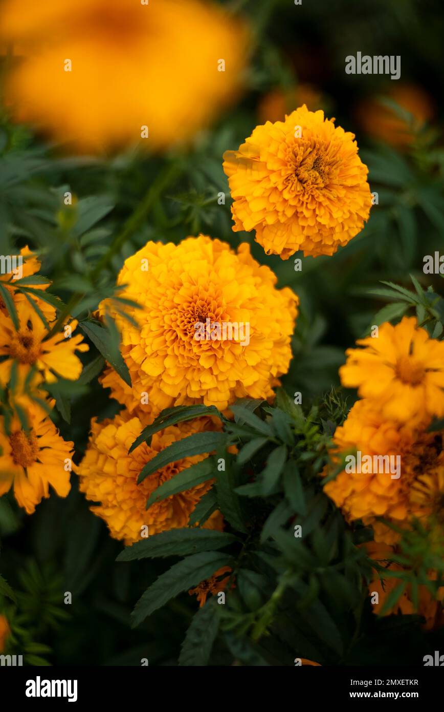 A vertical closeup shot of orange marigold flowers during the Day of ...