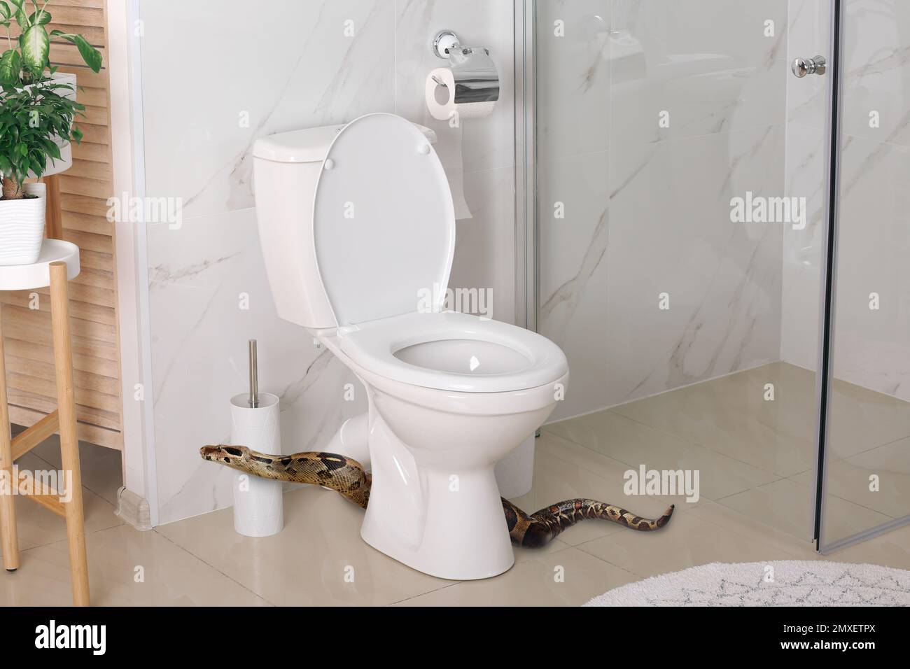 Brown boa constrictor near toilet bowl in bathroom Stock Photo - Alamy