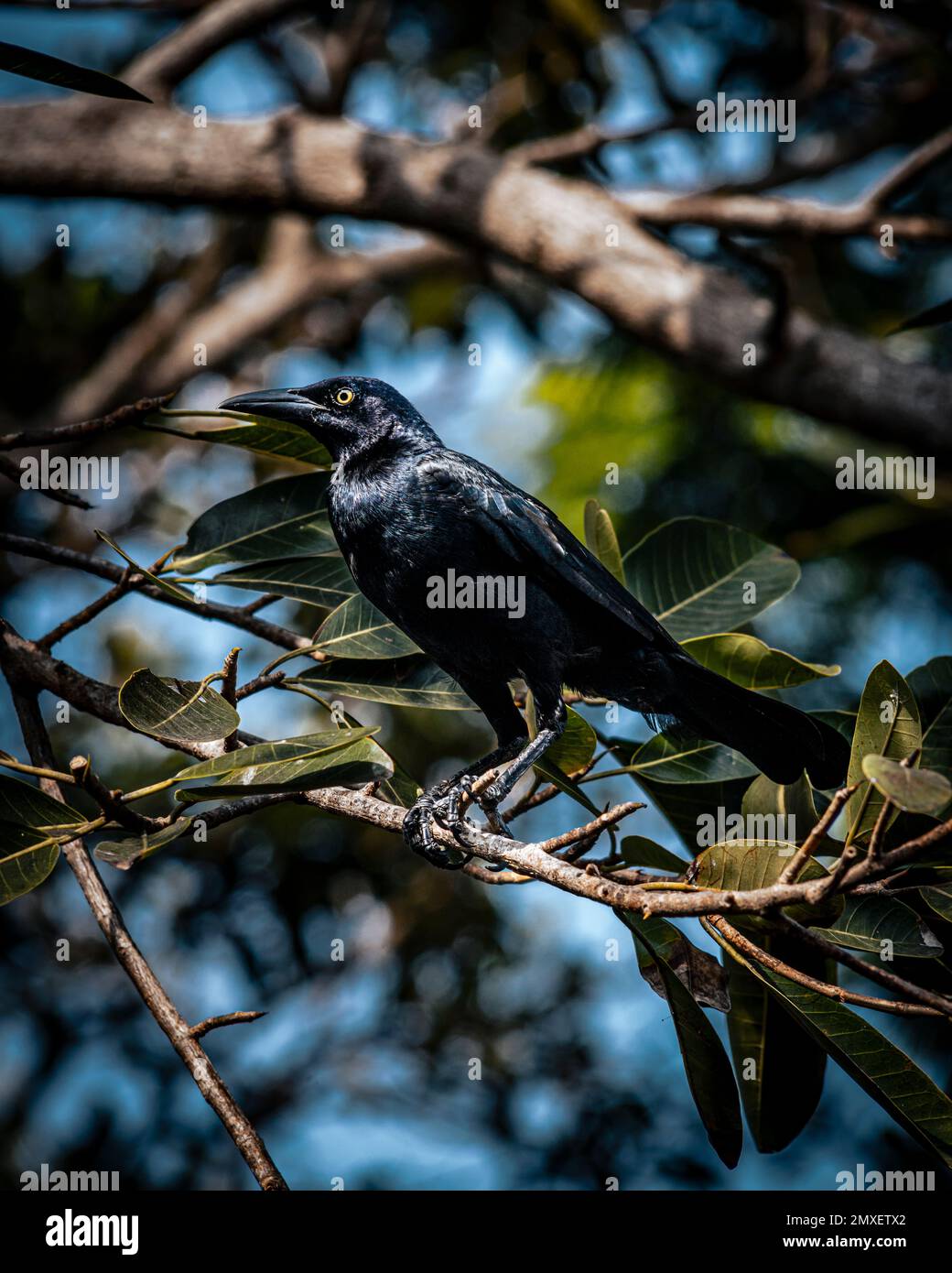 Ravenous bird hi-res stock photography and images - Alamy