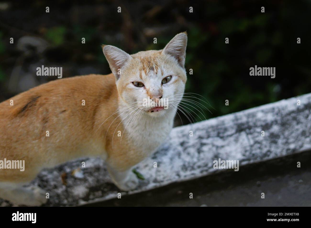 An overhead shot of an angry orange cat on blurred background Stock ...