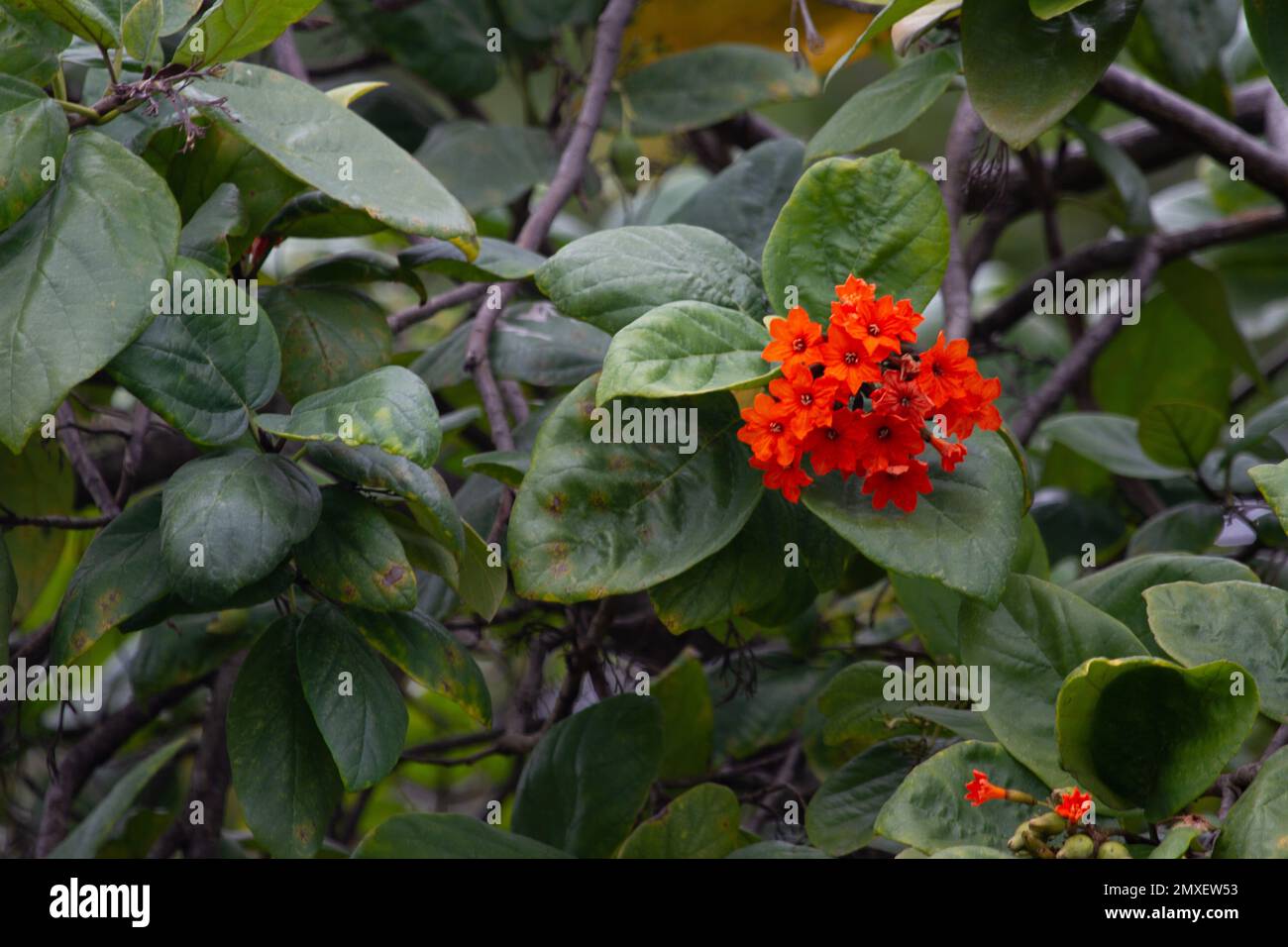 Cordia sebestena hi-res stock photography and images - Alamy