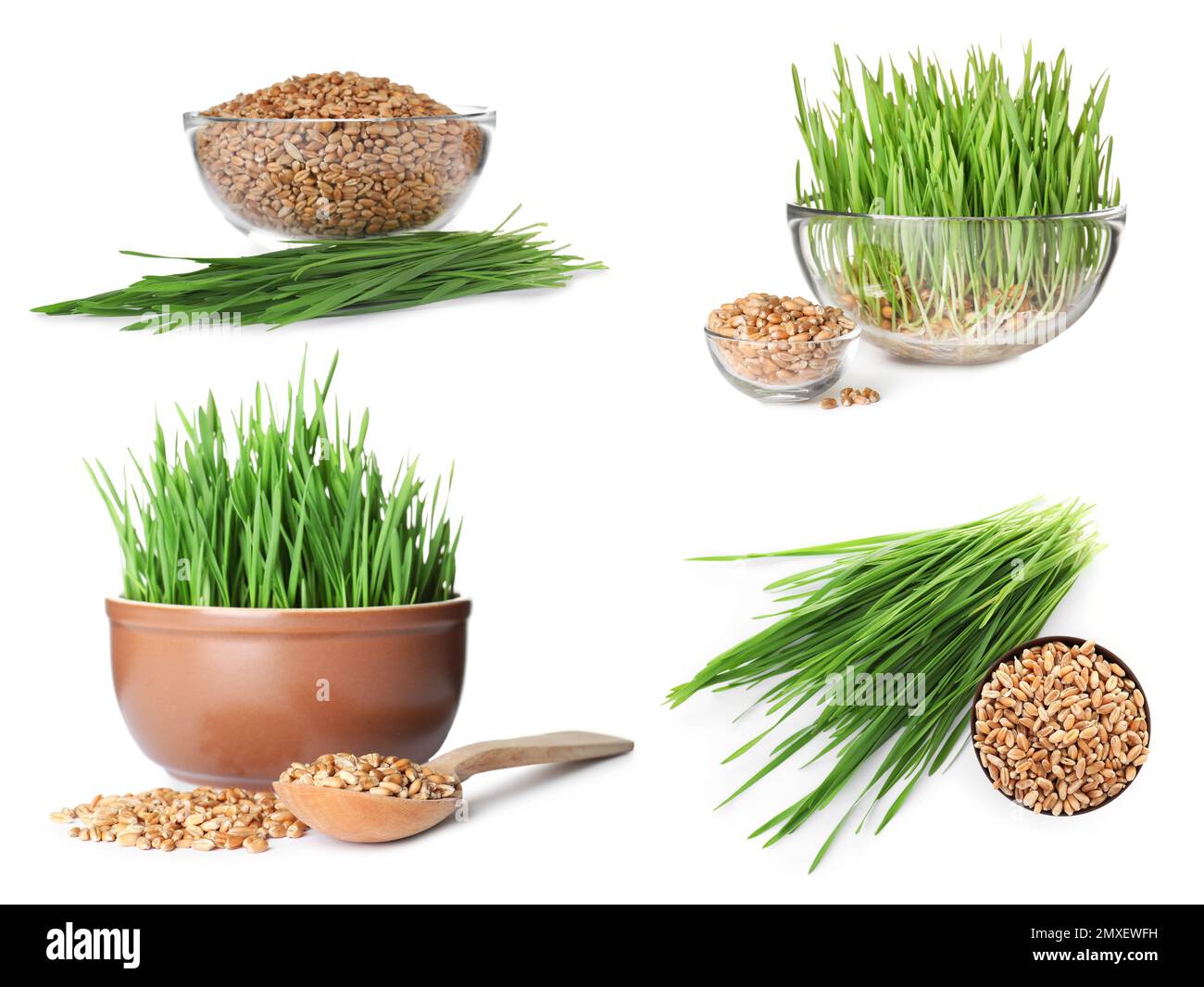 Cereal root germinate agriculture hi-res stock photography and images ...