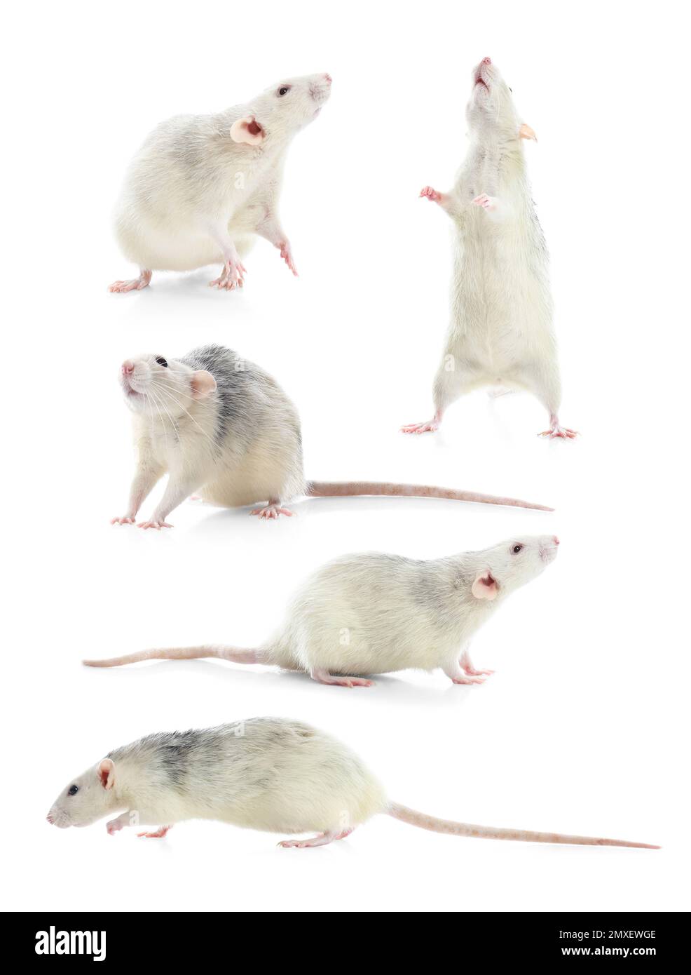 Set of cute little rats on white background Stock Photo - Alamy