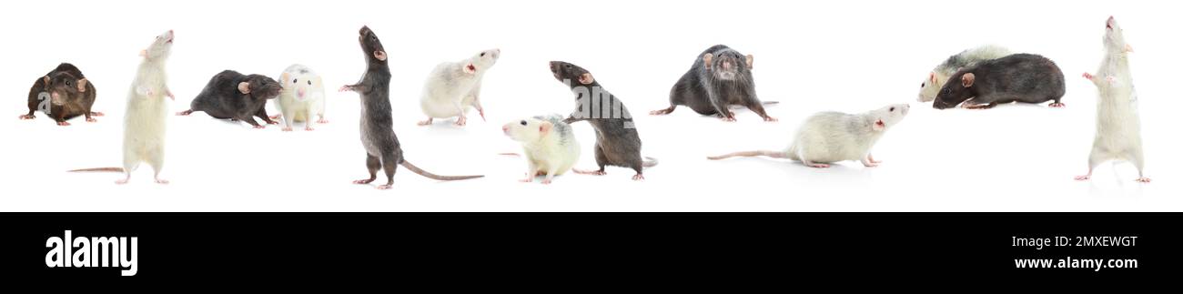 Set of cute little rats on white background. Banner design Stock Photo ...