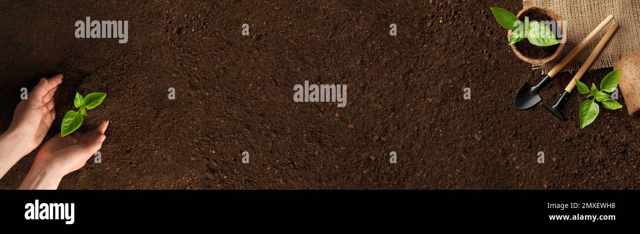 Woman planting young seedling with gardening tools, space for text ...