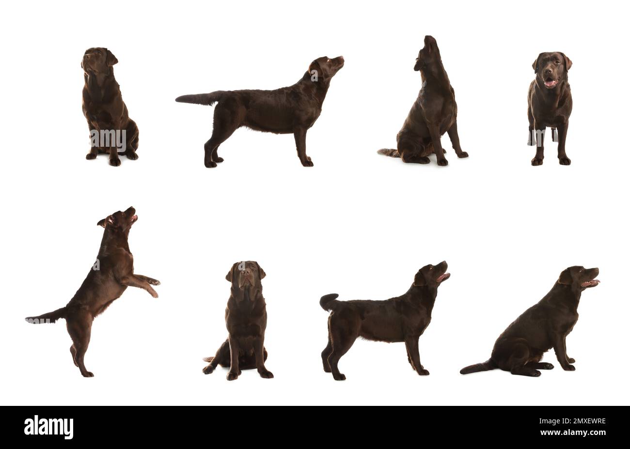 Set of Chocolate Labrador Retriever dogs on white background Stock ...