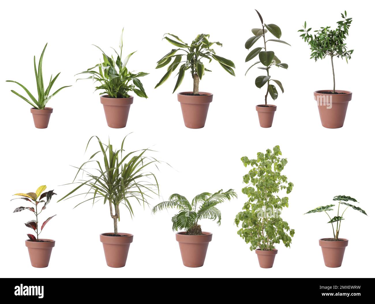 Set of different houseplants in flower pots on white background Stock ...
