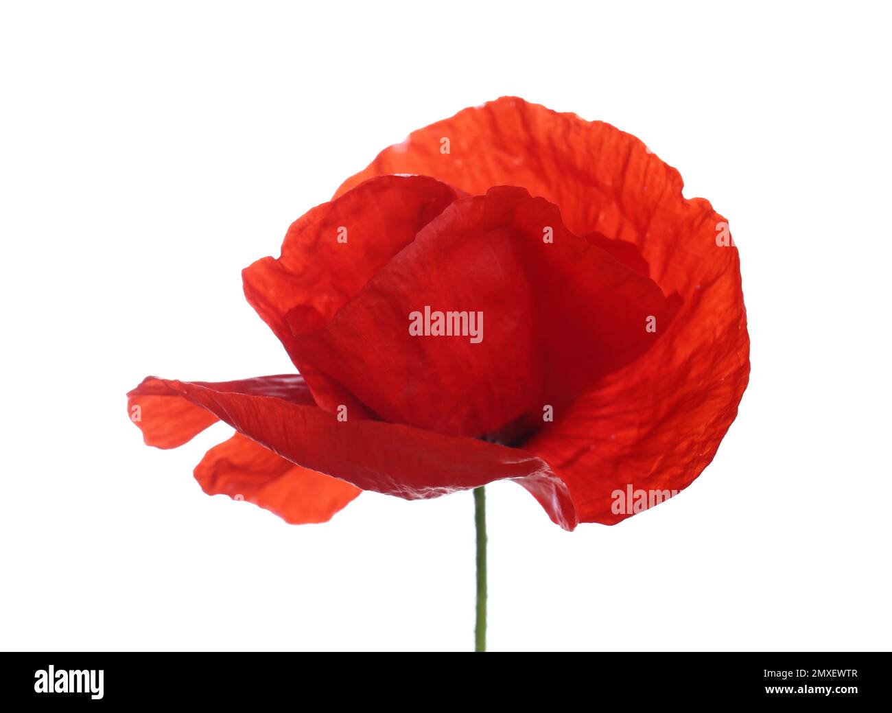 Beautiful red poppy flower isolated on white Stock Photo - Alamy