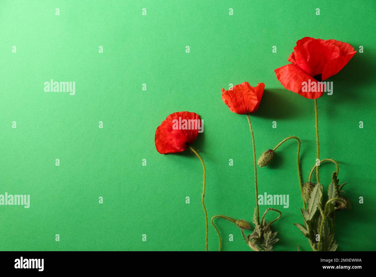 Beautiful red poppy flowers on green background, flat lay. Space for ...