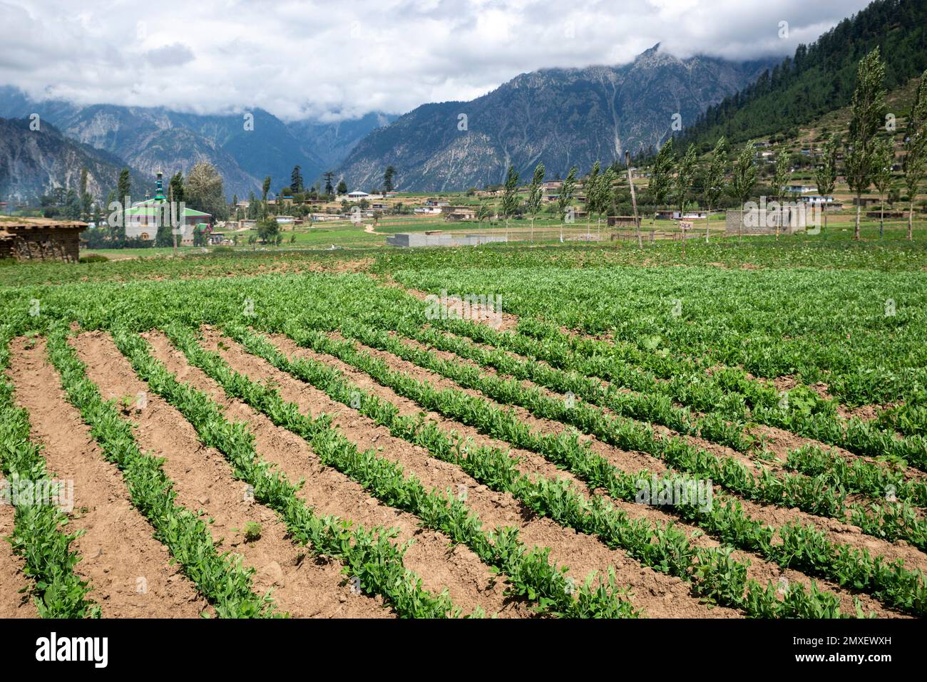 Farmed fields in Boyun village, Swat Valley, Pakistan Stock Photo - Alamy